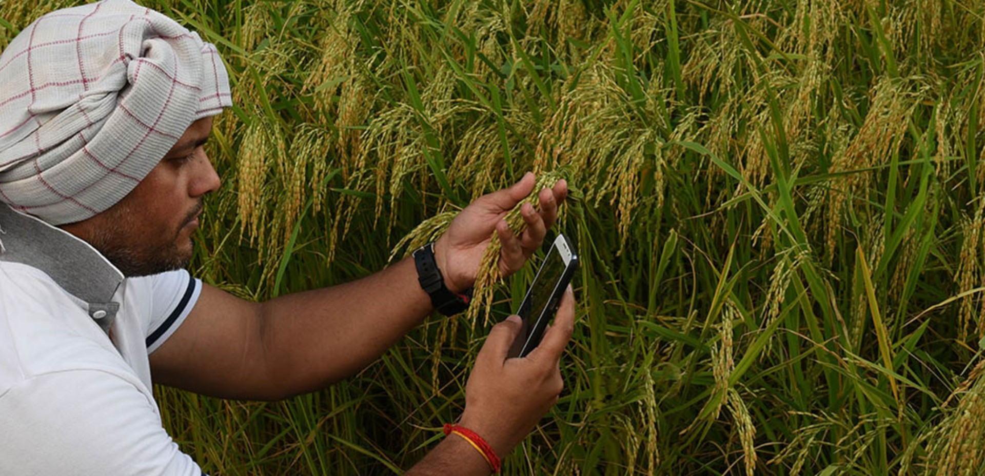 How Can AI In The Precision Agriculture Increase Crop Yield